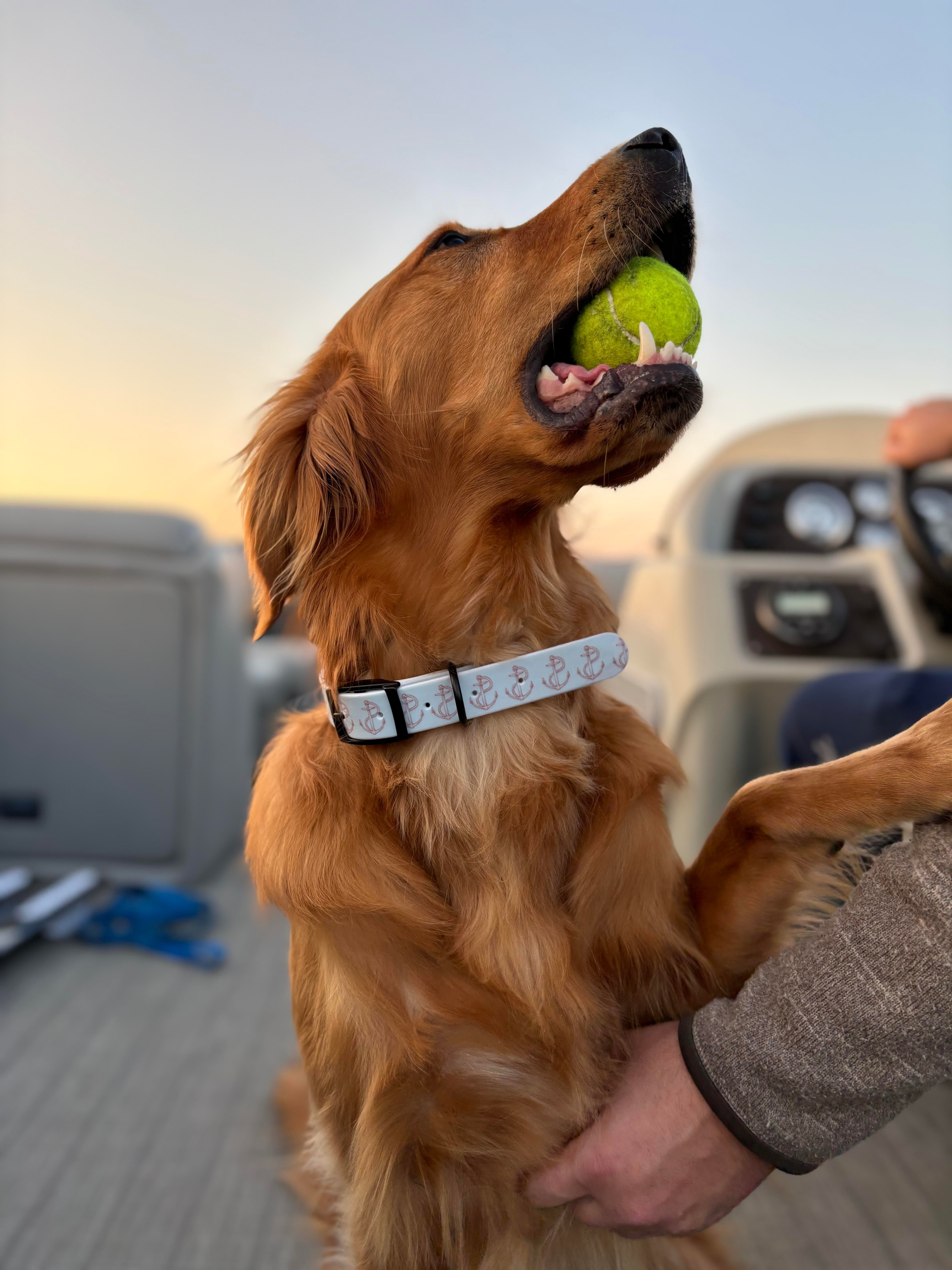 For the Lake Dog – The Lake Dog